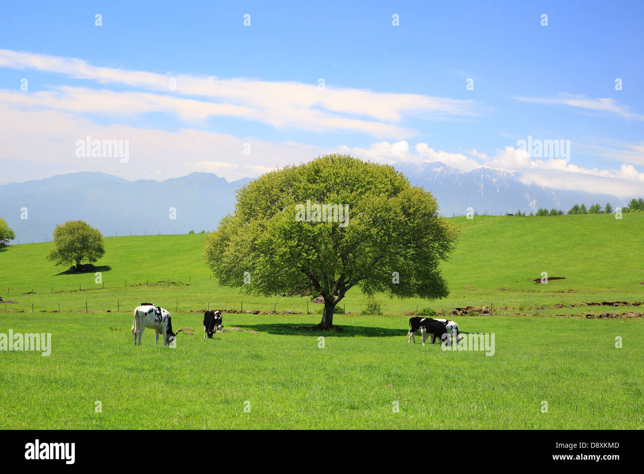 Tree on a meadow and cow, Yamanashi, Japan Stock Photo - Alamy