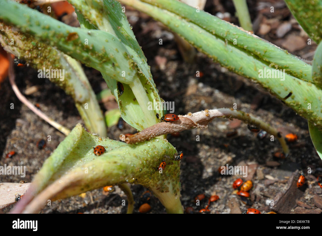 Ladybugs eating aphids on plant Stock Photo - Alamy