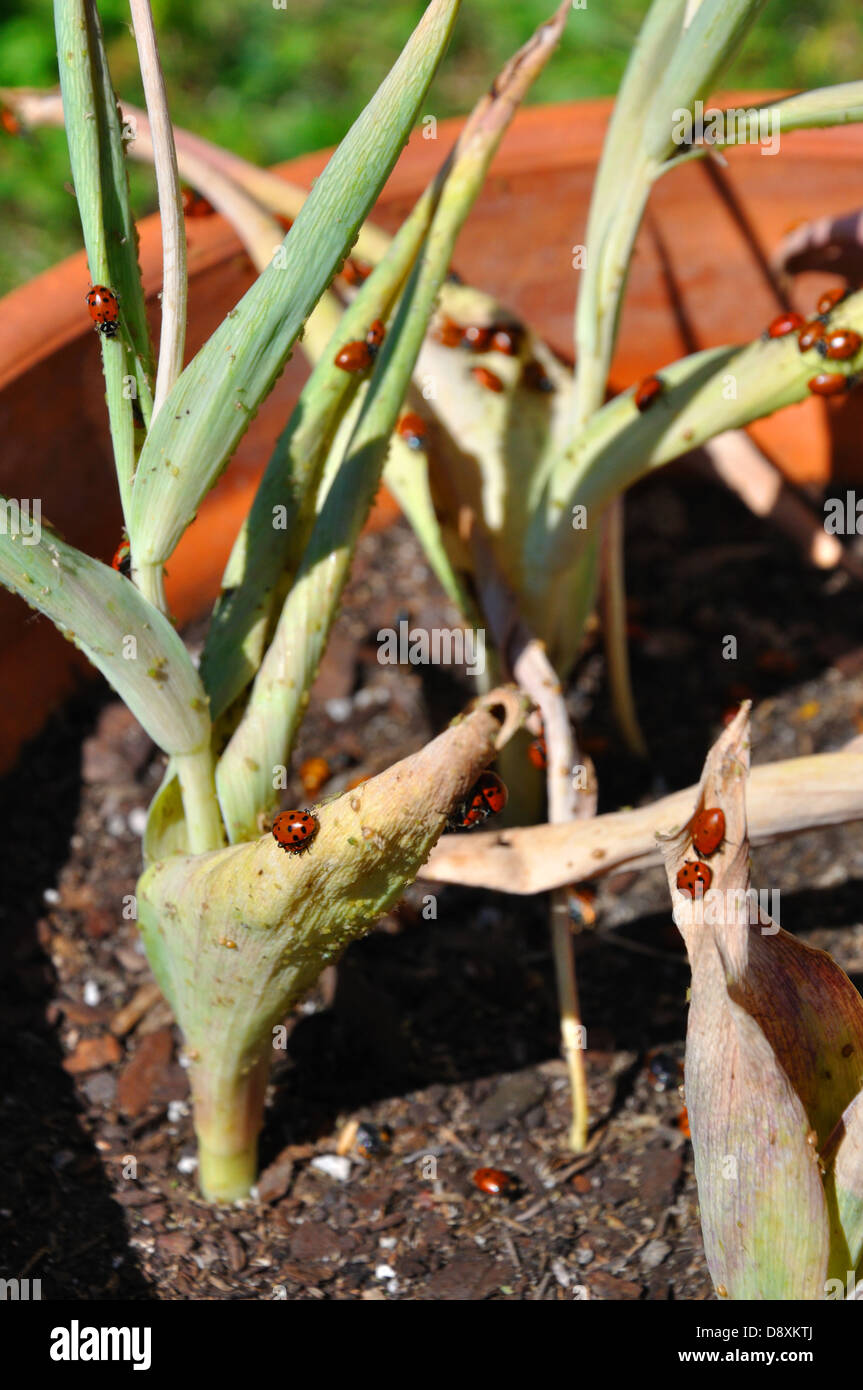 Ladybugs eating aphids on plant Stock Photo - Alamy