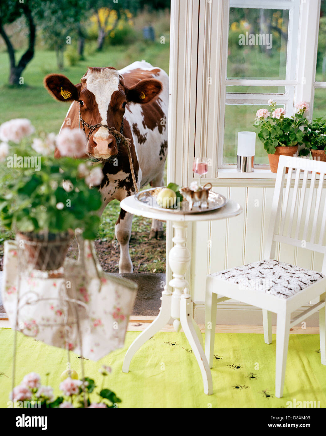 A cow looking into a house Stock Photo - Alamy