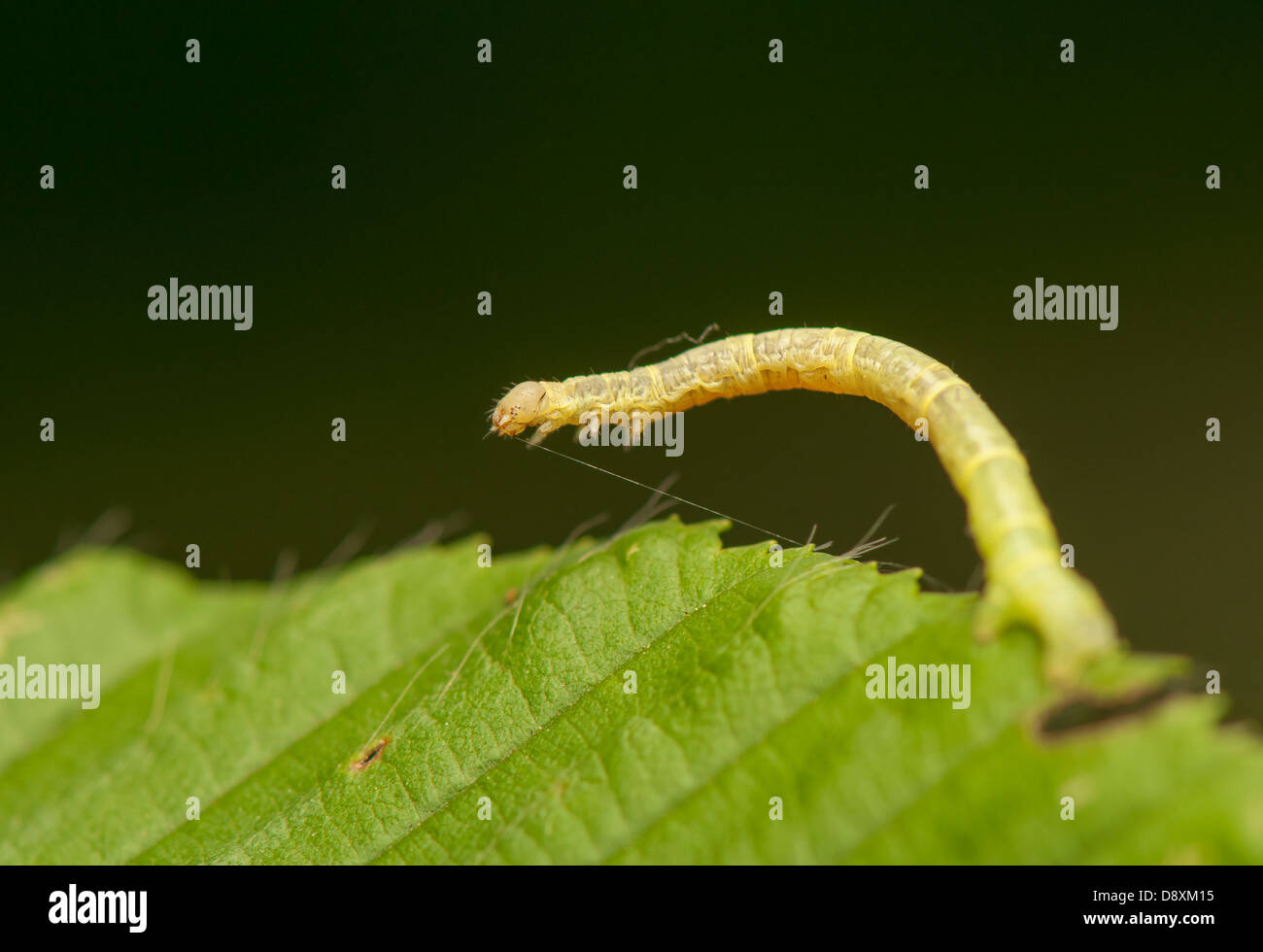 Geometridae larvae close up hi-res stock photography and images - Alamy