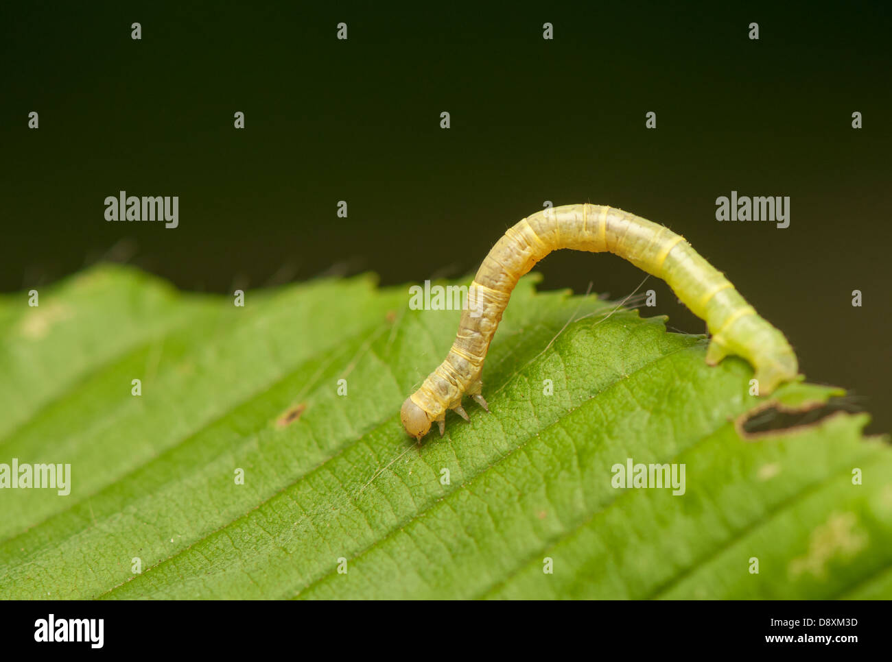 Geometridae larva hi-res stock photography and images - Alamy
