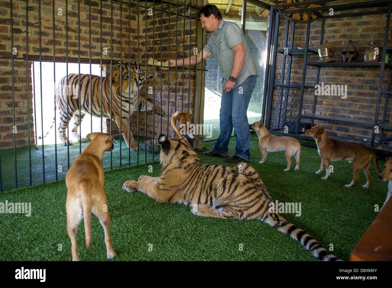 BRAKPAN, SOUTH AFRICA: Michael Jamison with his two tigers and some of ...