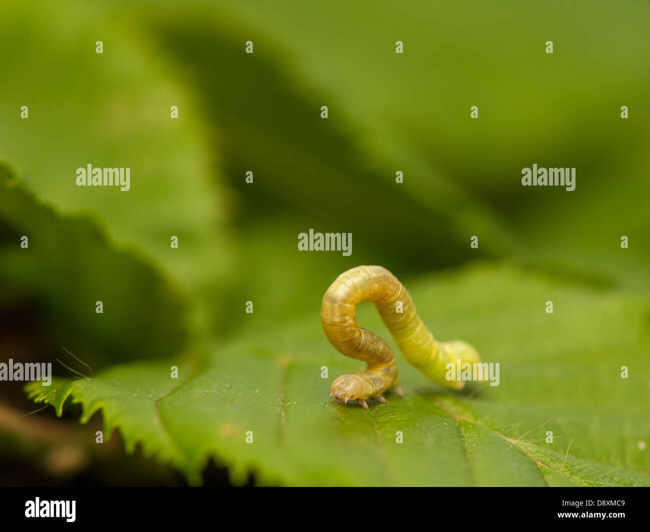 Imago and larva hi-res stock photography and images - Alamy