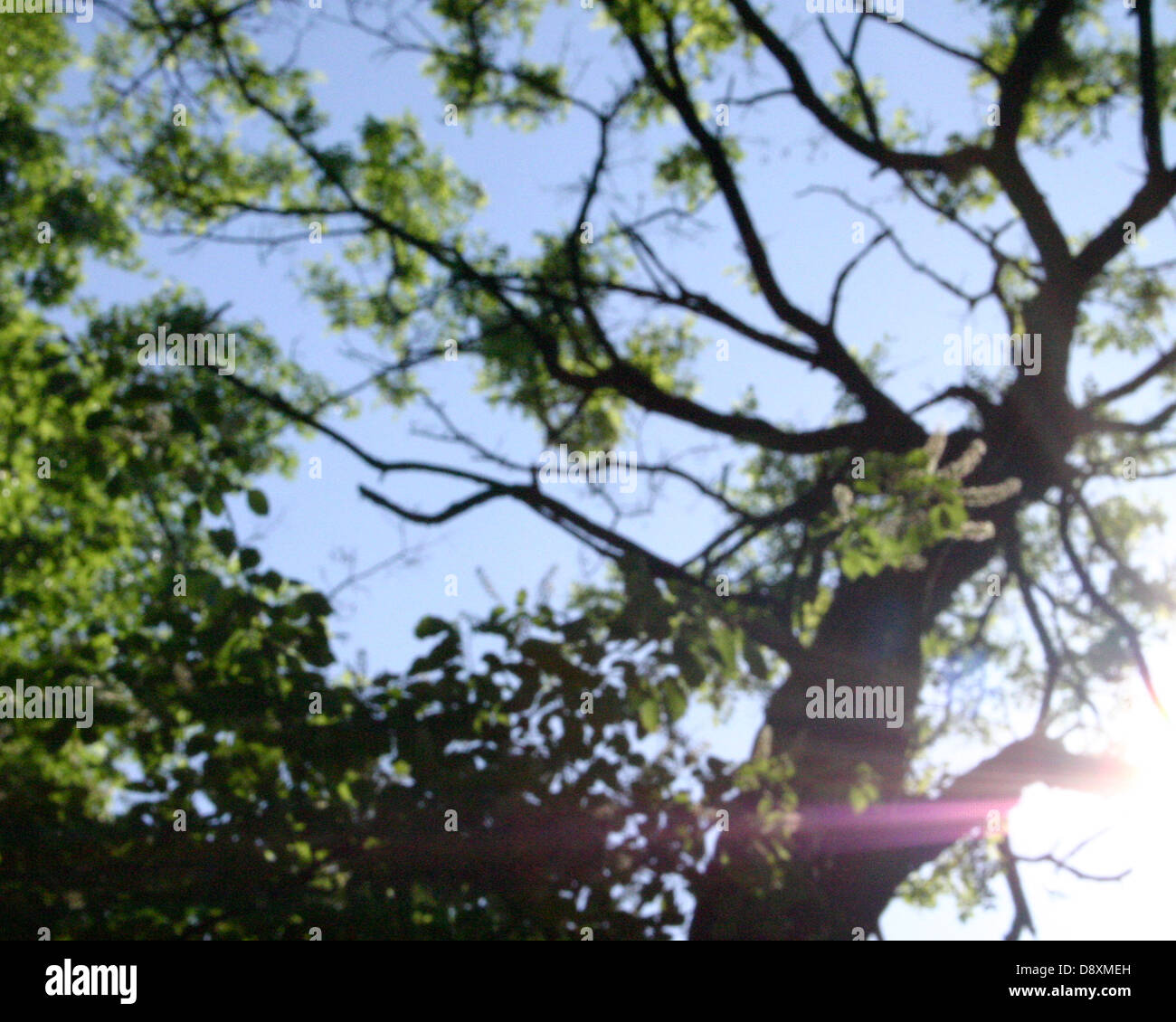 A tree in the sun Stock Photo - Alamy