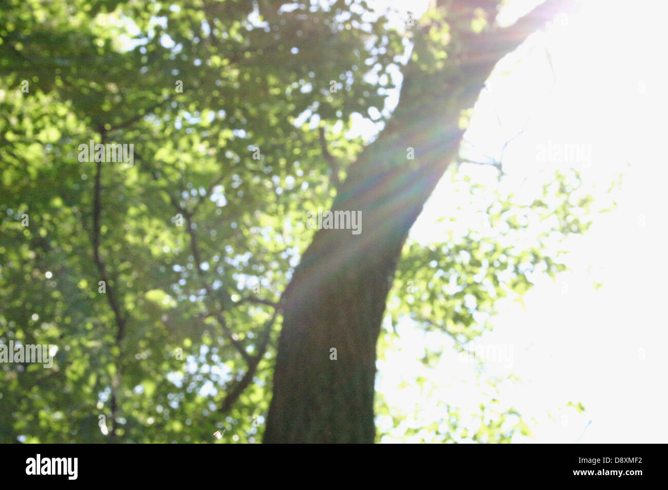 A tree in the sun Stock Photo - Alamy