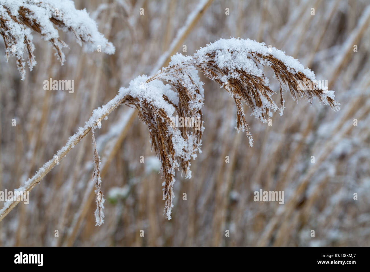 Norfolk Reed (Phragmites communis). Seed head or panicle, encrusted ...