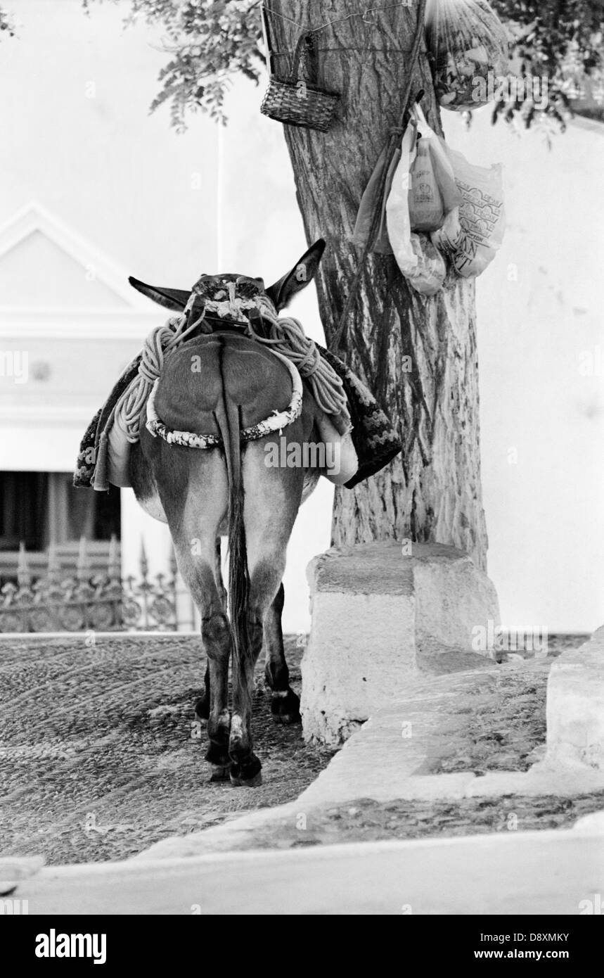 A donkey standing next to a tree Stock Photo - Alamy