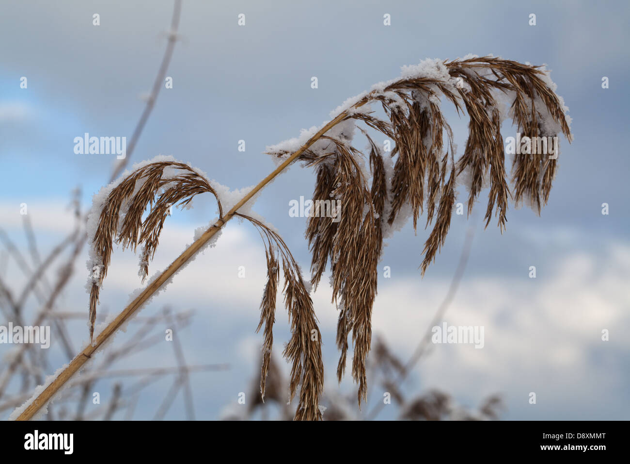 Norfolk Reed (Phragmites communis). Seed head or panicle, encrusted ...