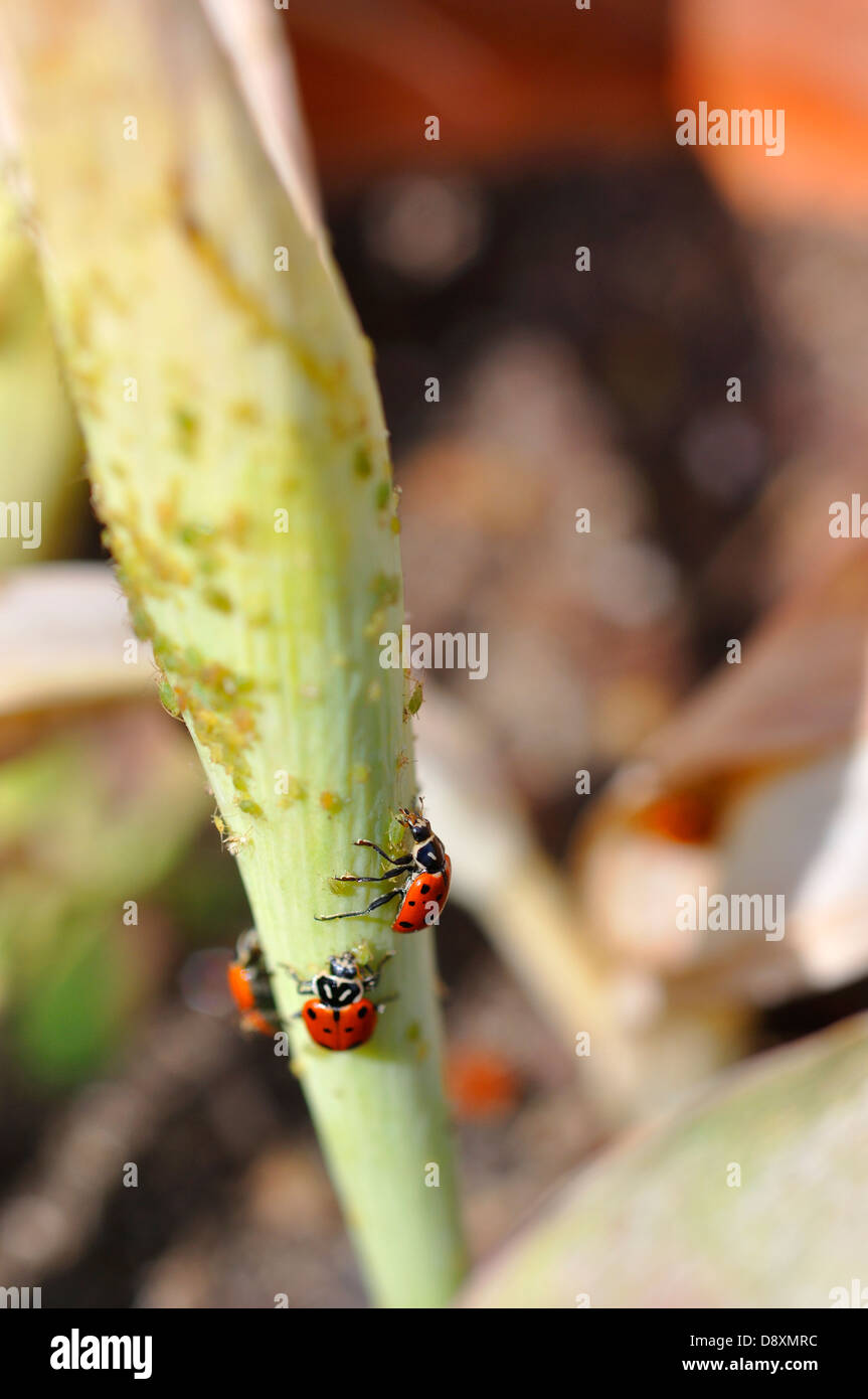 Ladybugs eating aphids hi-res stock photography and images - Alamy