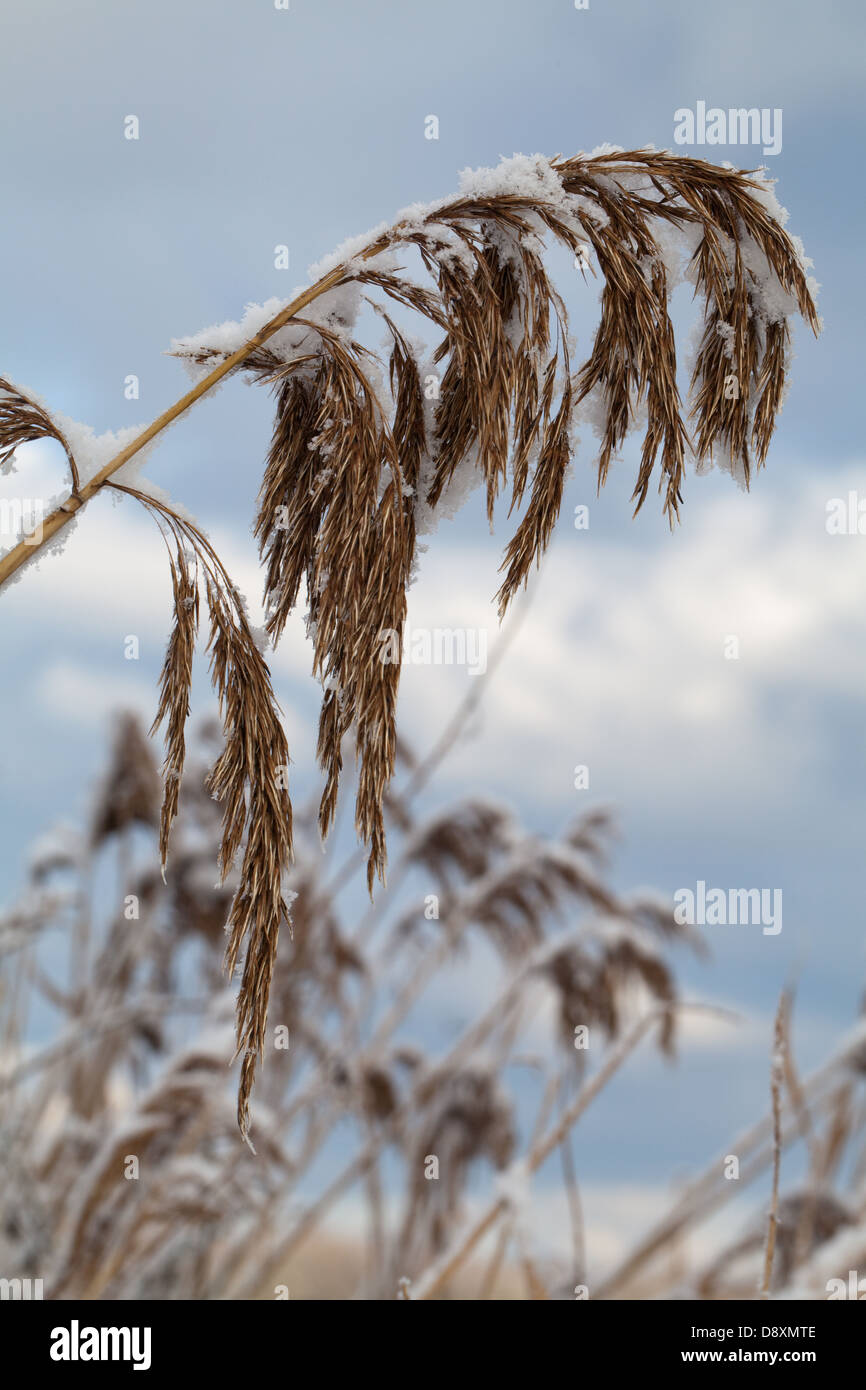 Norfolk reed phragmites hi-res stock photography and images - Alamy