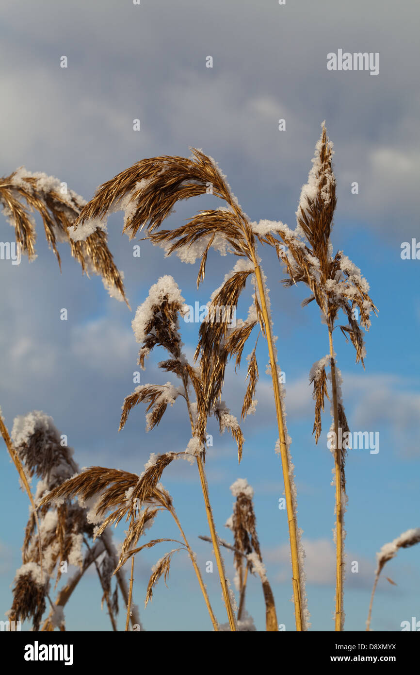 Seed heads uk sky hi-res stock photography and images - Alamy