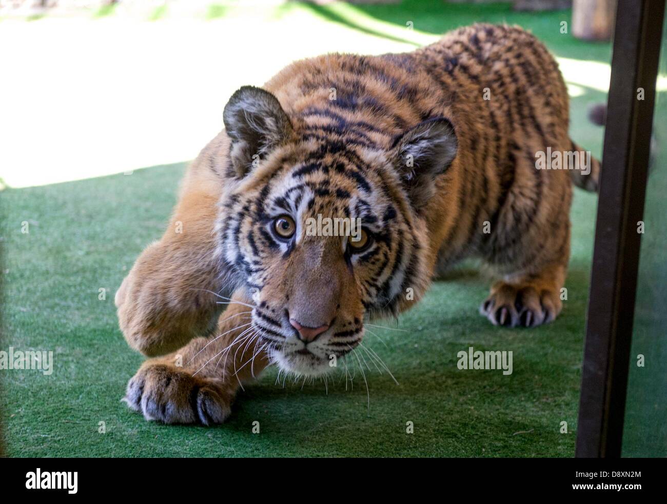 Deformed Tiger