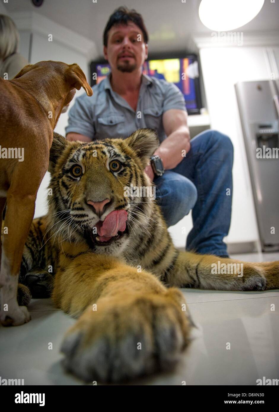 BRAKPAN, SOUTH AFRICA: Michael Jamison with Ozzy the Siberian tiger on ...