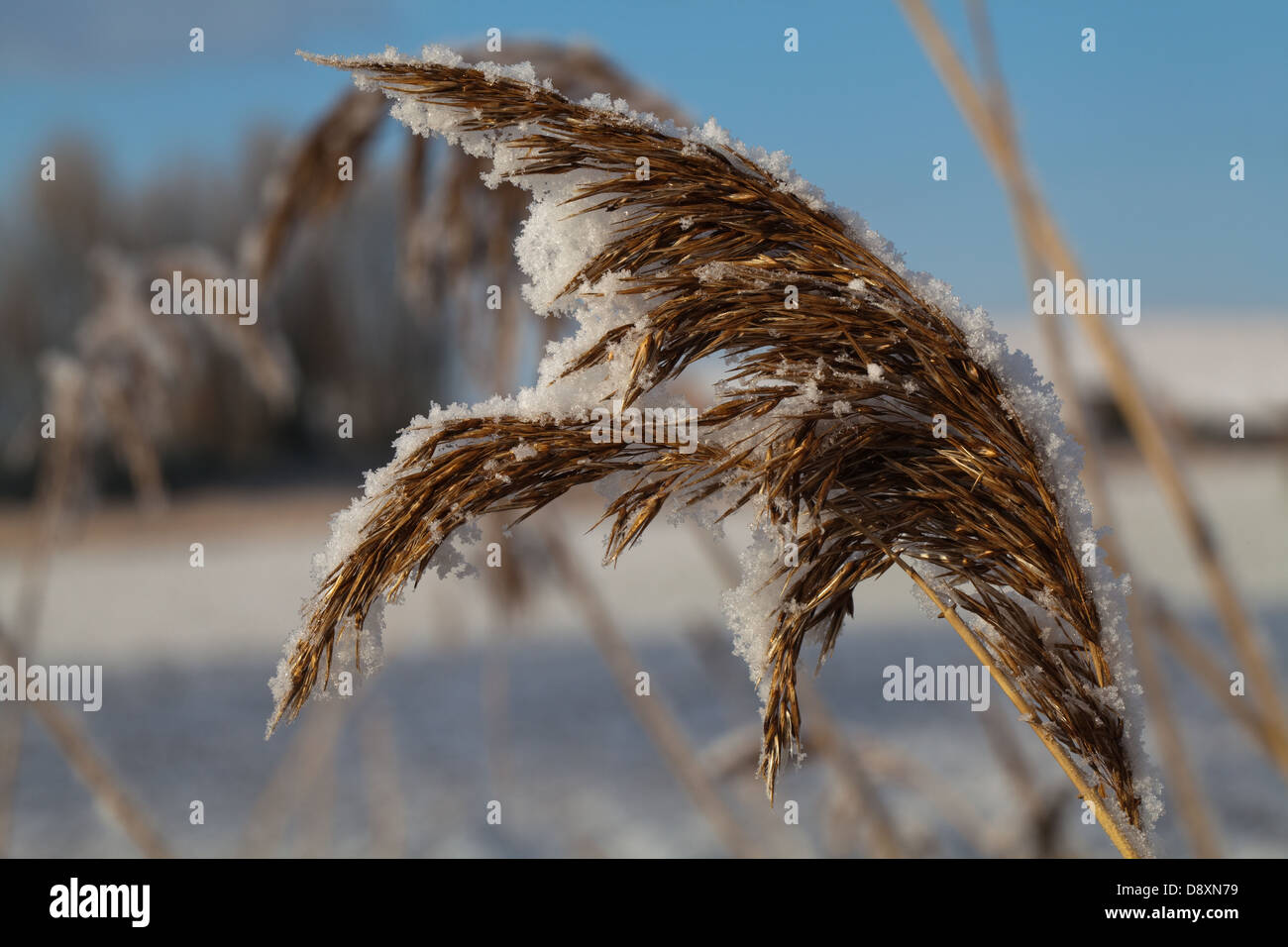 Norfolk Reed (Phragmites communis). Seed head or panicle, encrusted ...