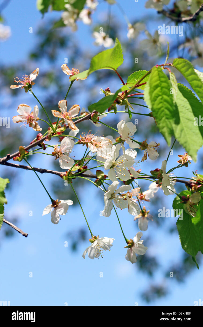 Closeup cherry spring tree hi-res stock photography and images - Alamy