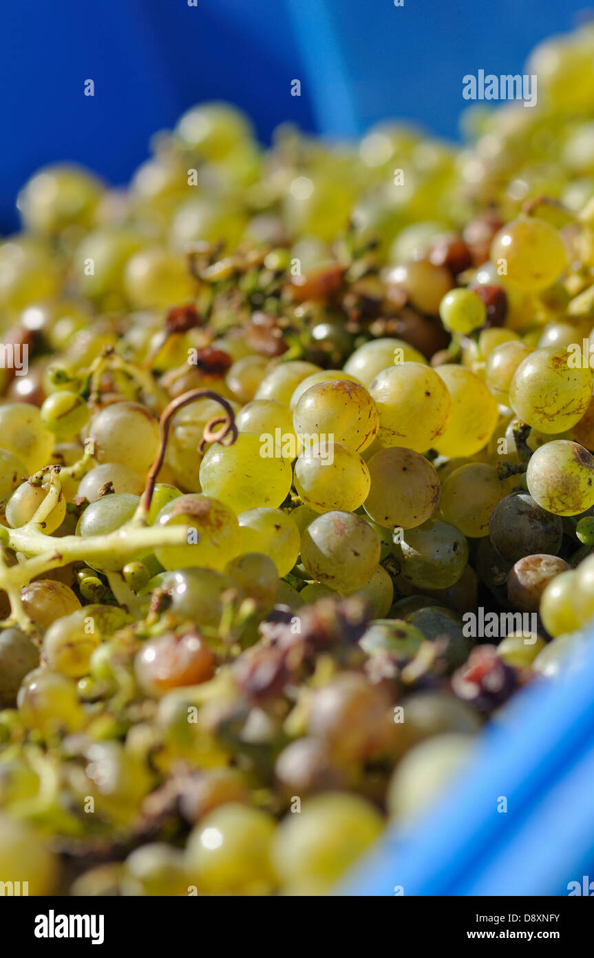 Heap of grapes Stock Photo - Alamy