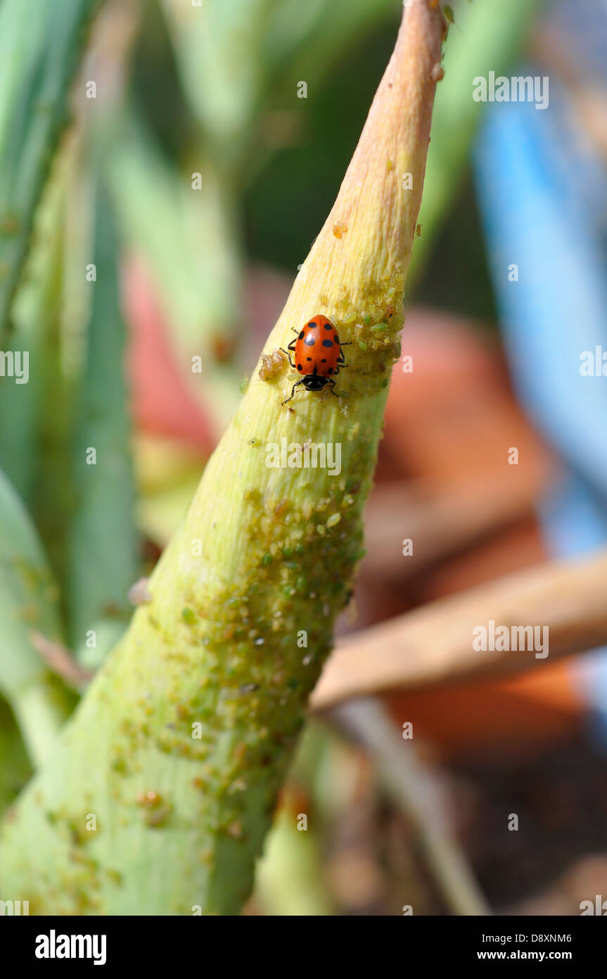 Ladybugs eating aphids on plant Stock Photo - Alamy