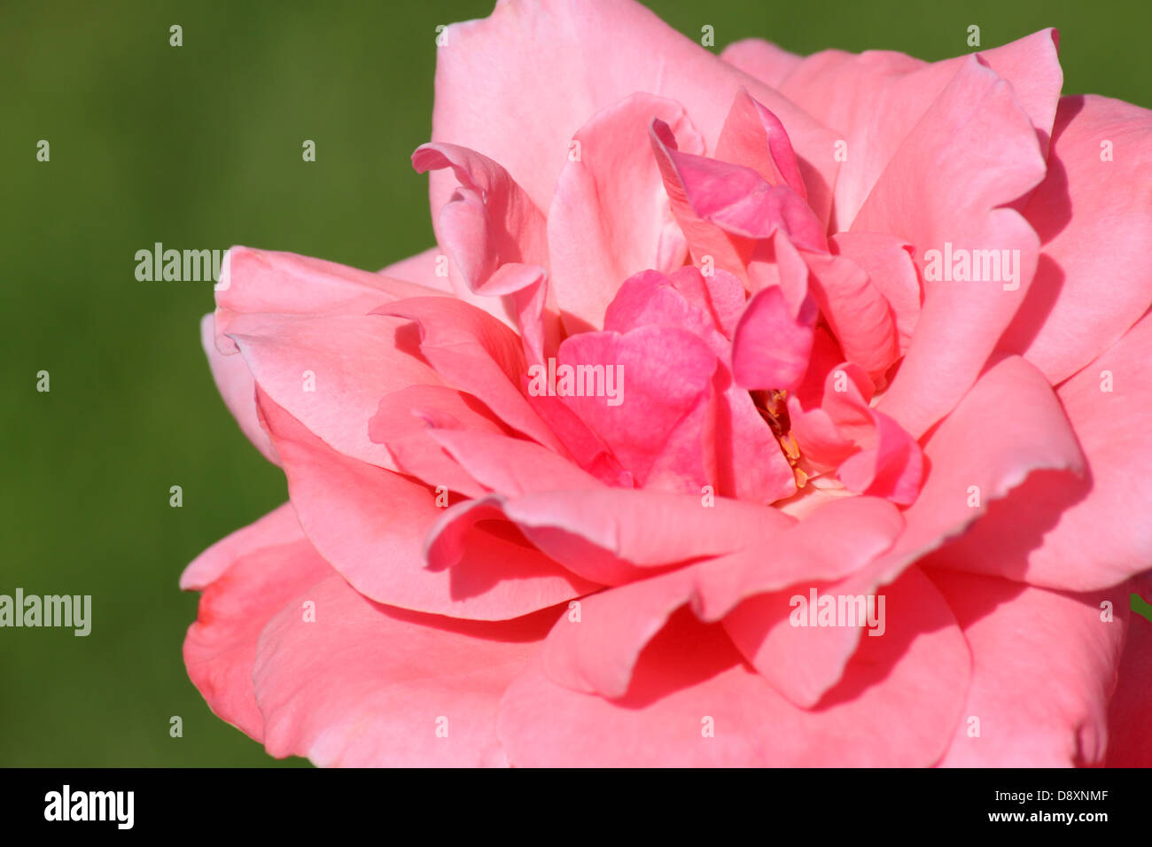 close up of pink rose Stock Photo - Alamy