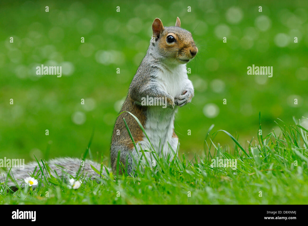 Grey Squirrel - Sciurus carolinensis Sat up in grass Stock Photo - Alamy