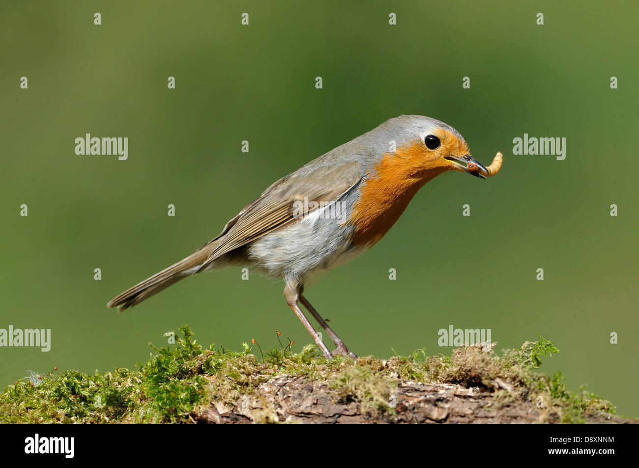 British grub hi-res stock photography and images - Alamy