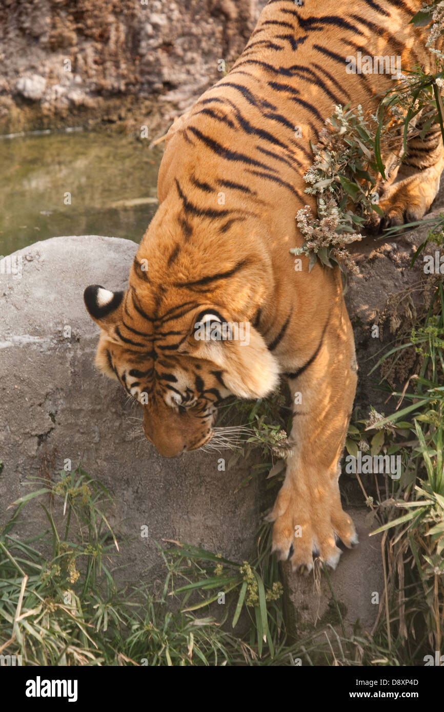 Bengal Tiger (Panthera tigris tigris). Showing the huge, expansive area ...