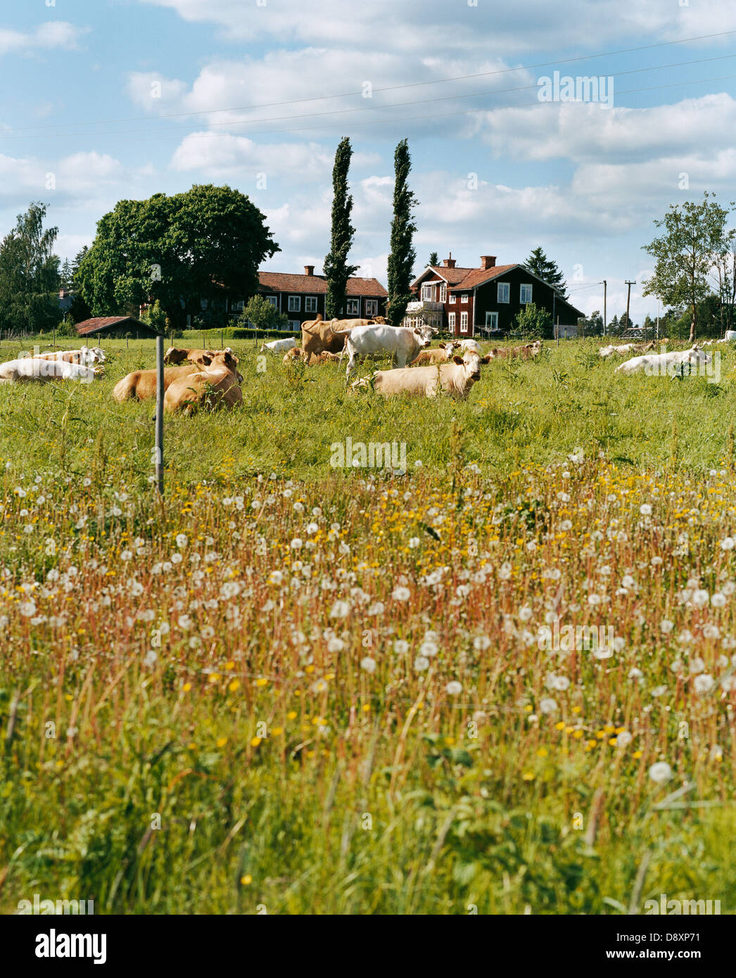 Halsingland sweden farm hi-res stock photography and images - Alamy