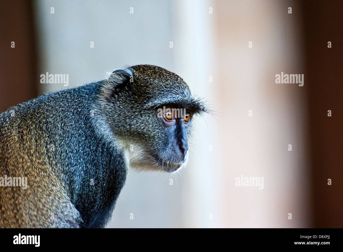 Blue Balled Monkey Stock Photo - Alamy