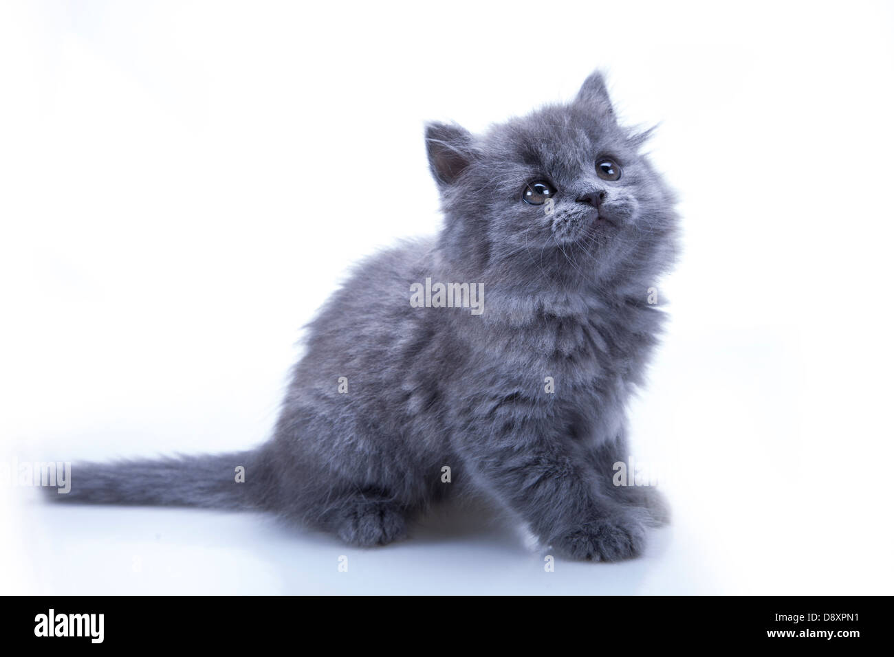 Little gray kitten playing isolated on white background Stock Photo - Alamy