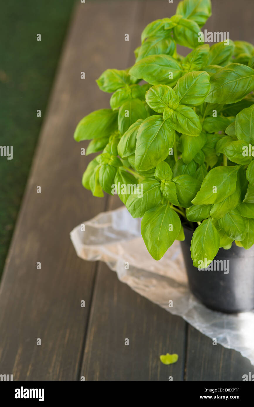 Young green fresh basil hi-res stock photography and images - Alamy