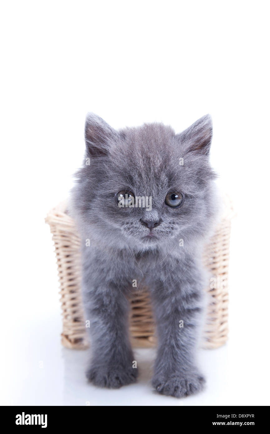 Little gray kitten playing isolated on white background Stock Photo - Alamy