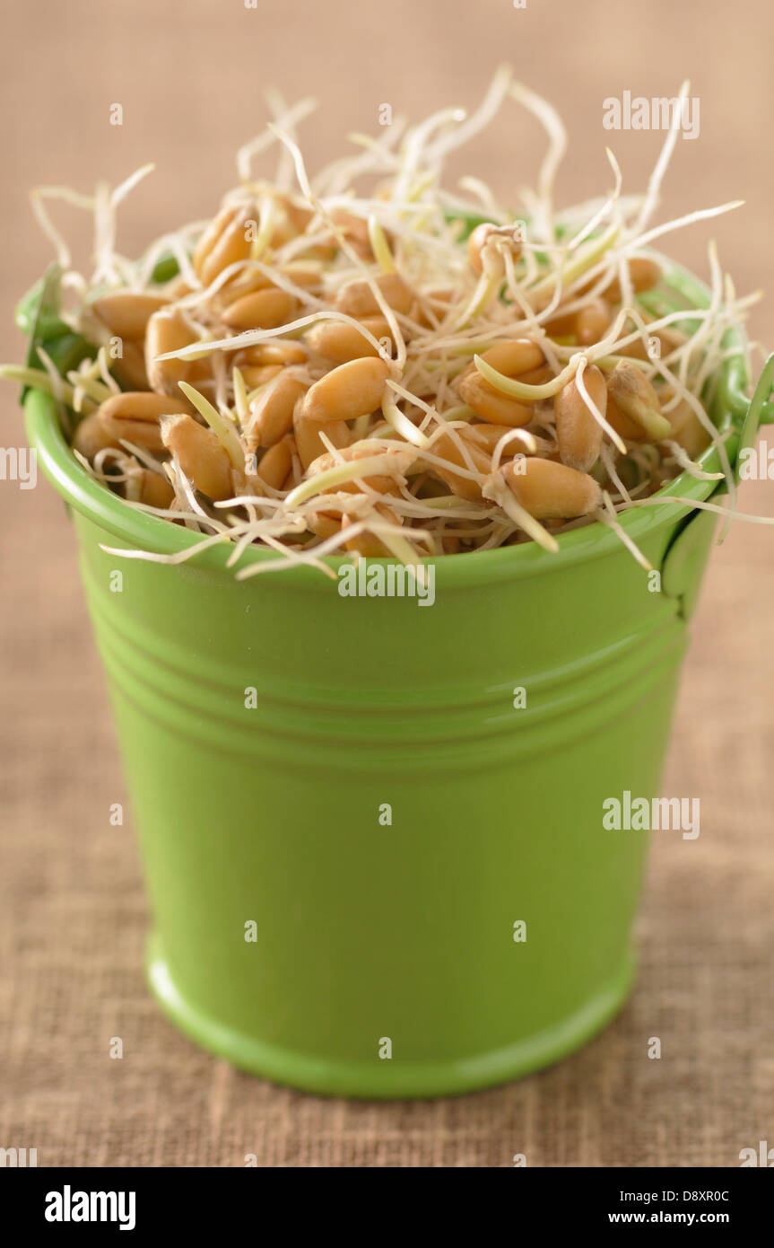 Wheat germ hi-res stock photography and images - Alamy