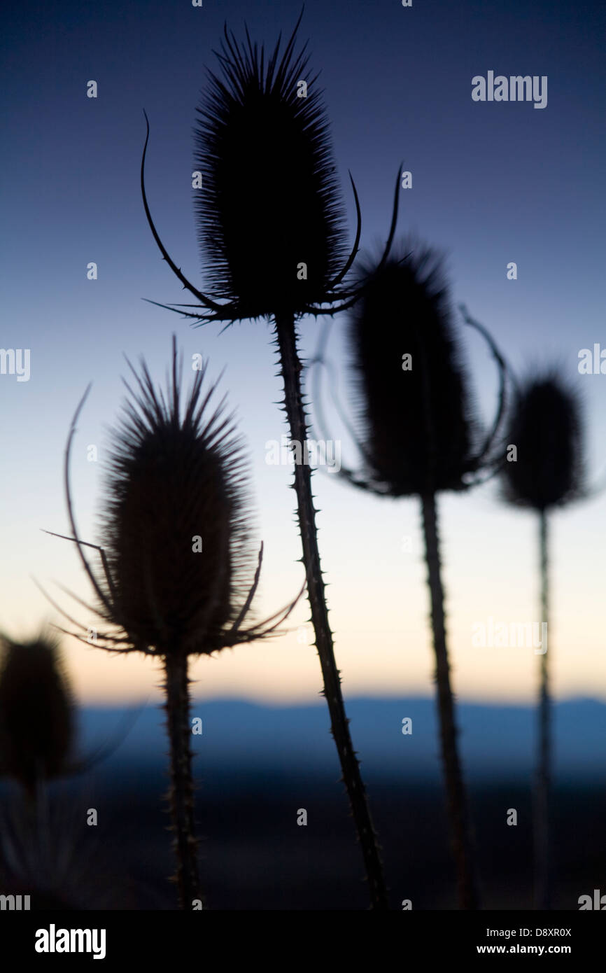 Dried thistles (Dipsacus fullonum) at sunset Stock Photo - Alamy