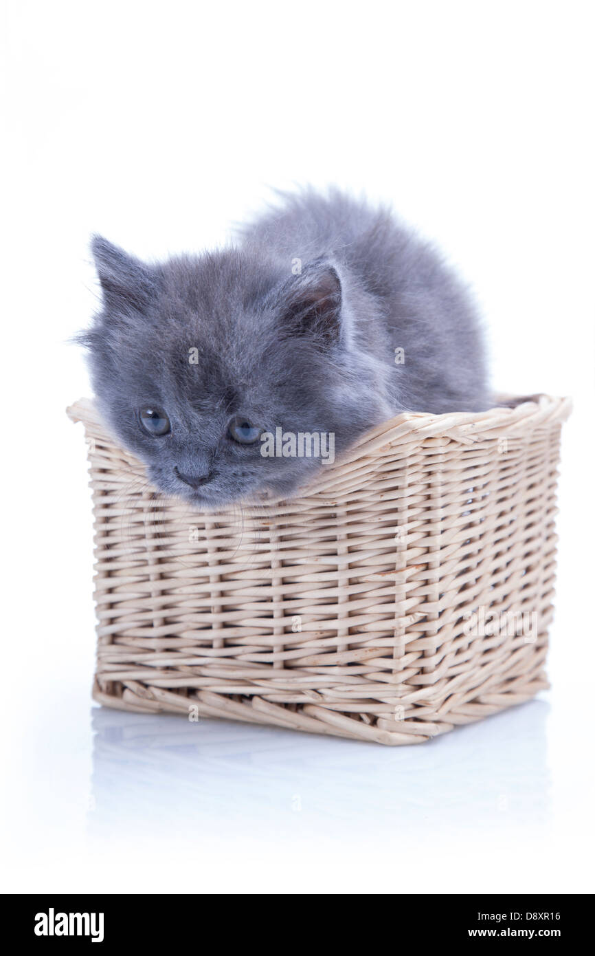 Little gray kitten playing isolated on white background Stock Photo - Alamy