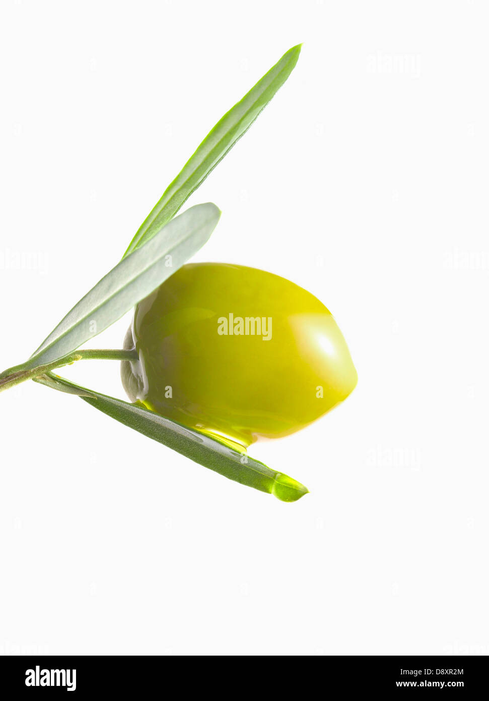 Olive branch cut out hi-res stock photography and images - Alamy