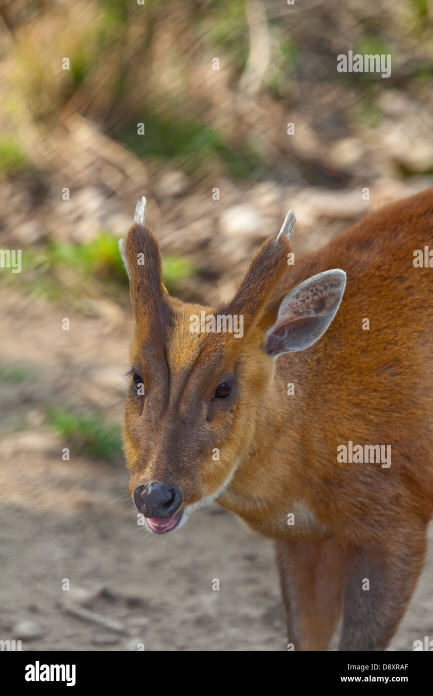 Indian, Common or Red Muntjac Deer (Muntiacus muntjak). Male chewing ...