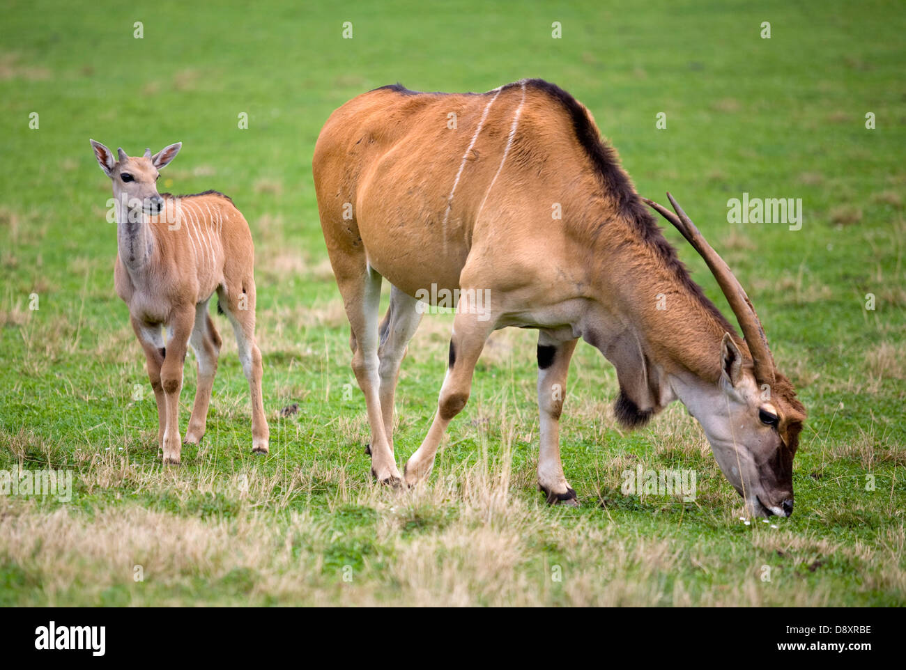 Young Eland High Resolution Stock Photography and Images - Alamy