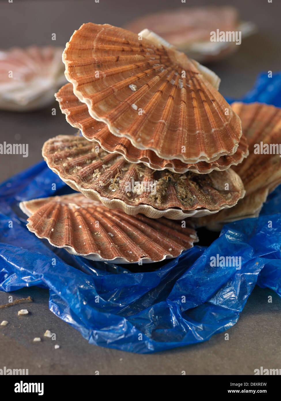 Whole Scallops In Shell