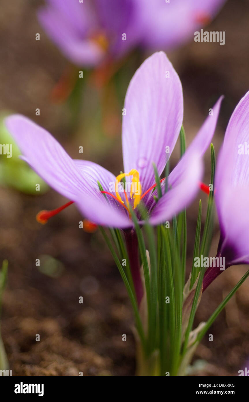 Saffron plantation hi-res stock photography and images - Alamy