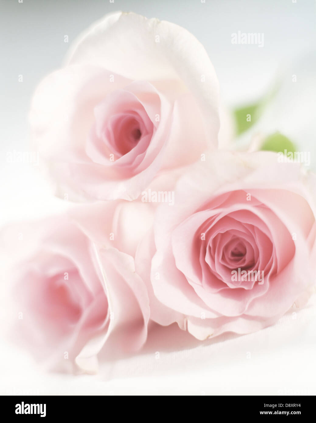 Pink roses, close-up Stock Photo - Alamy