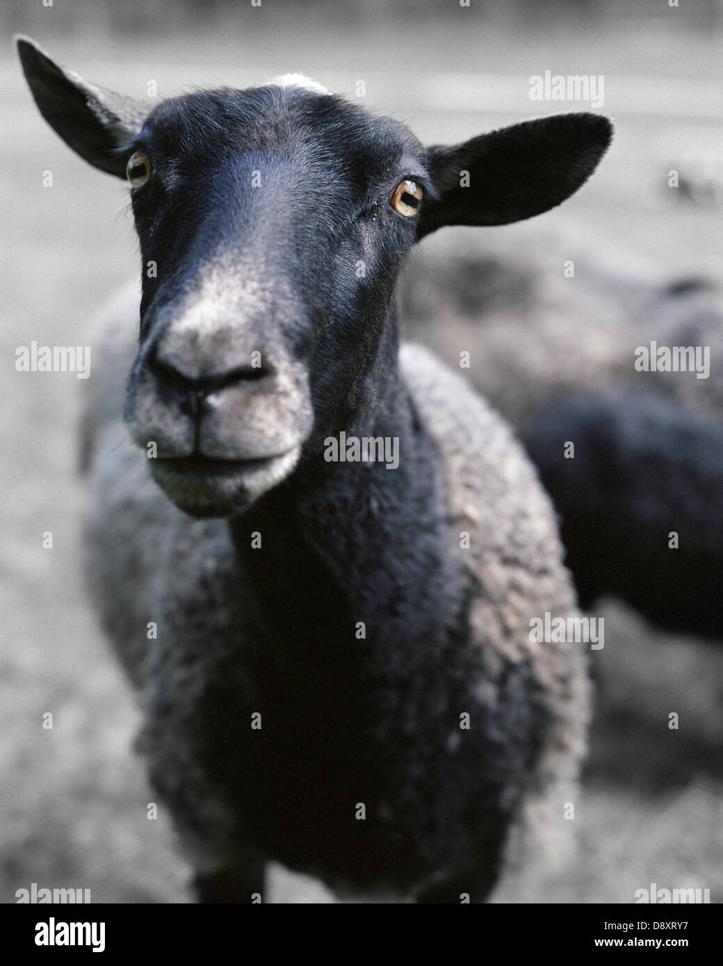 A grey sheep Stock Photo - Alamy