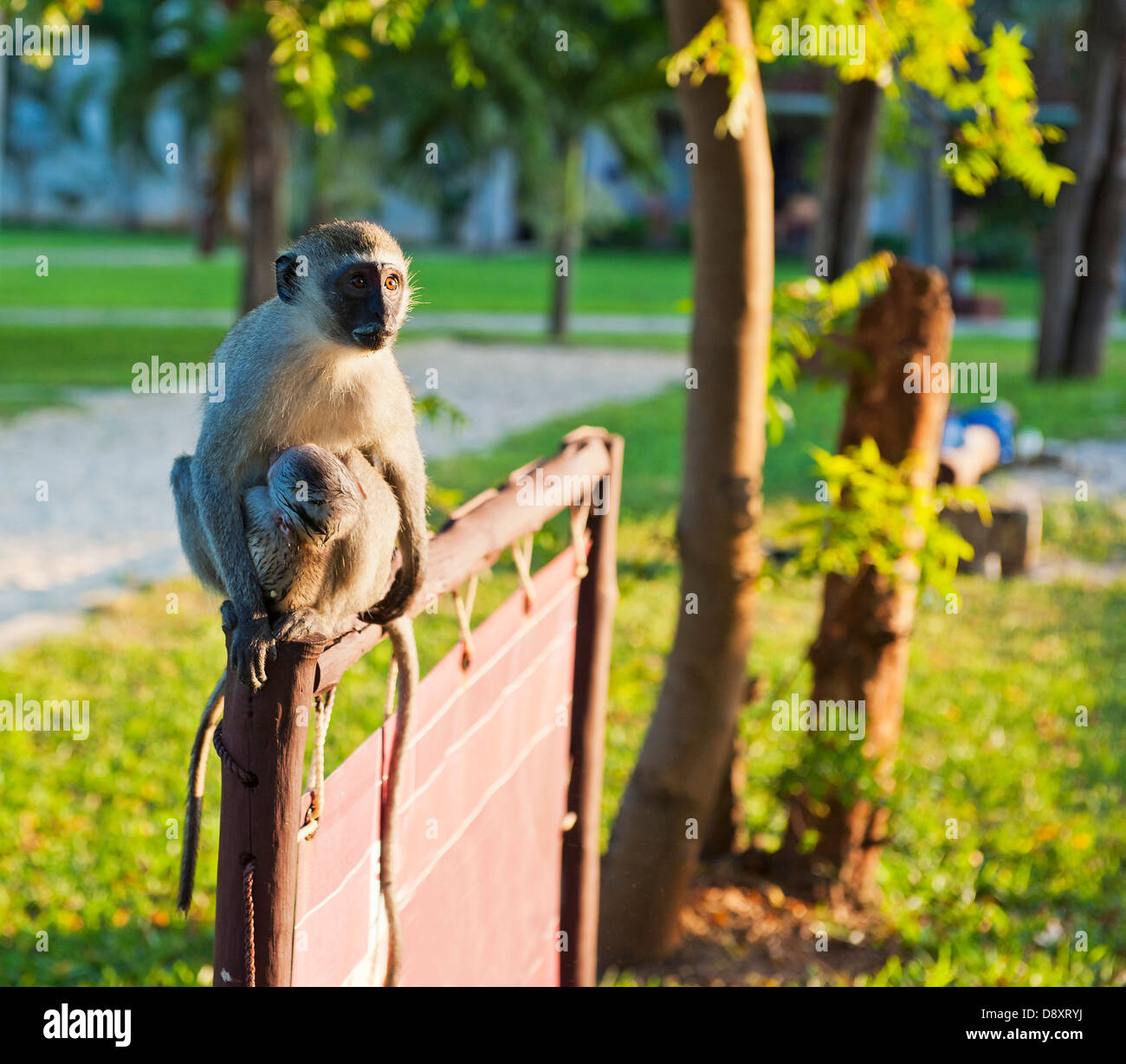 Blue balled monkey hi-res stock photography and images - Alamy