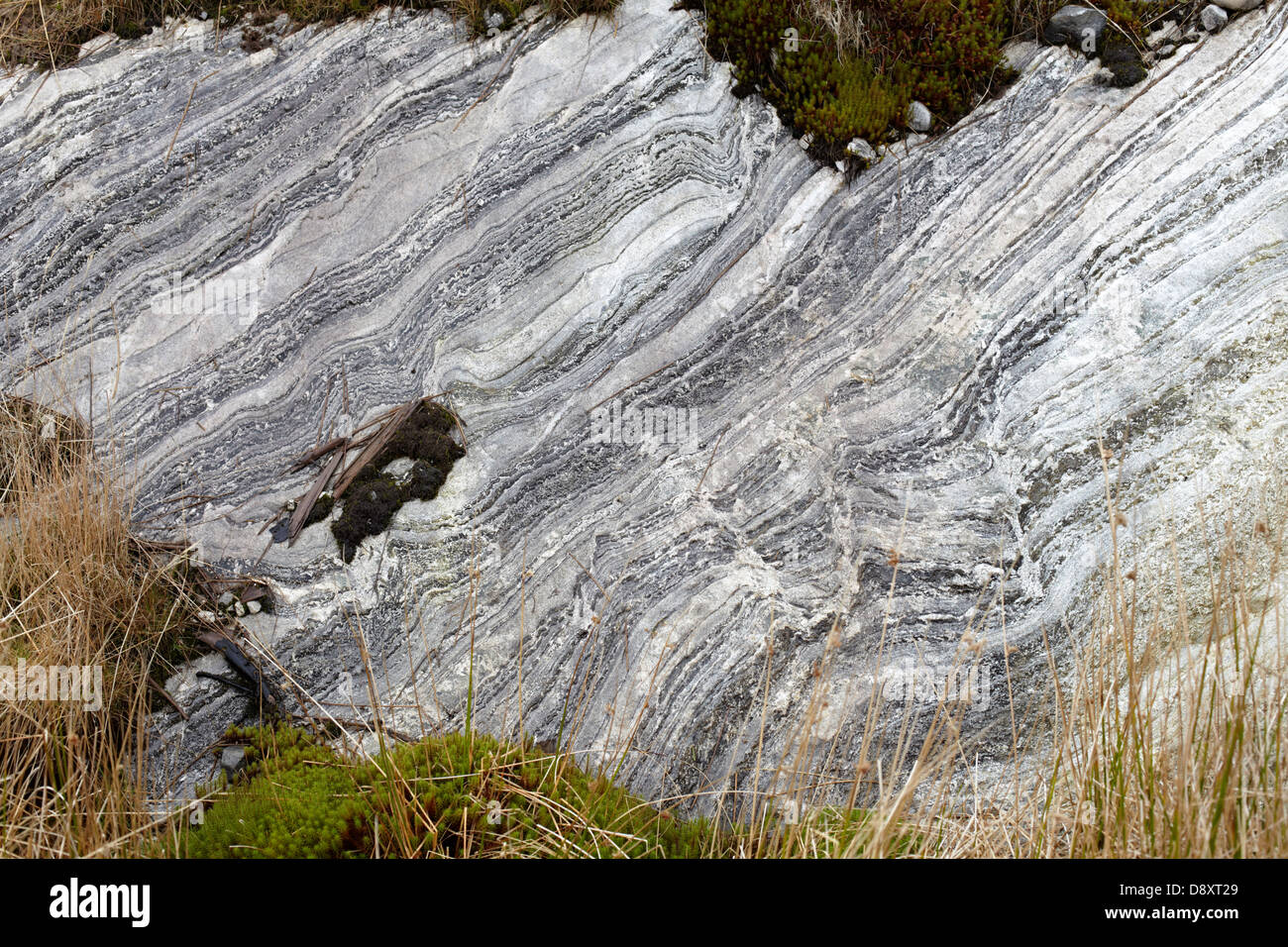 Forestry at Polloch and Loch Shiel Stock Photo - Alamy