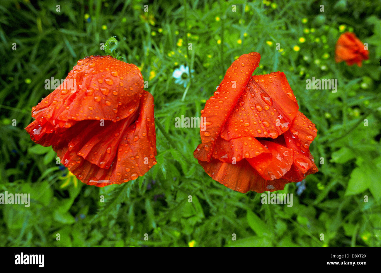 Poppy flowers with water drops in field Stock Photo - Alamy