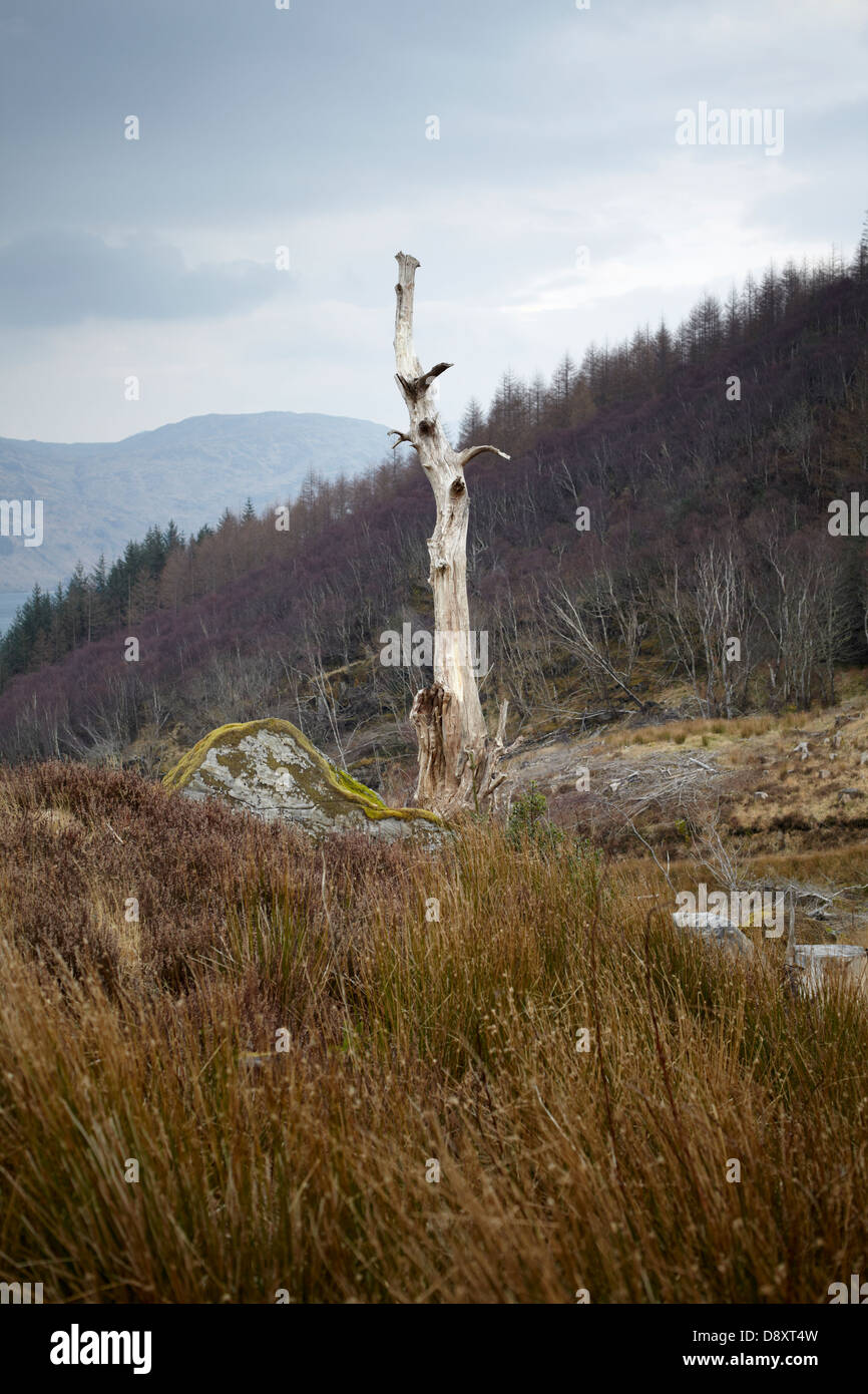 Forestry at Polloch and Loch Shiel Stock Photo - Alamy