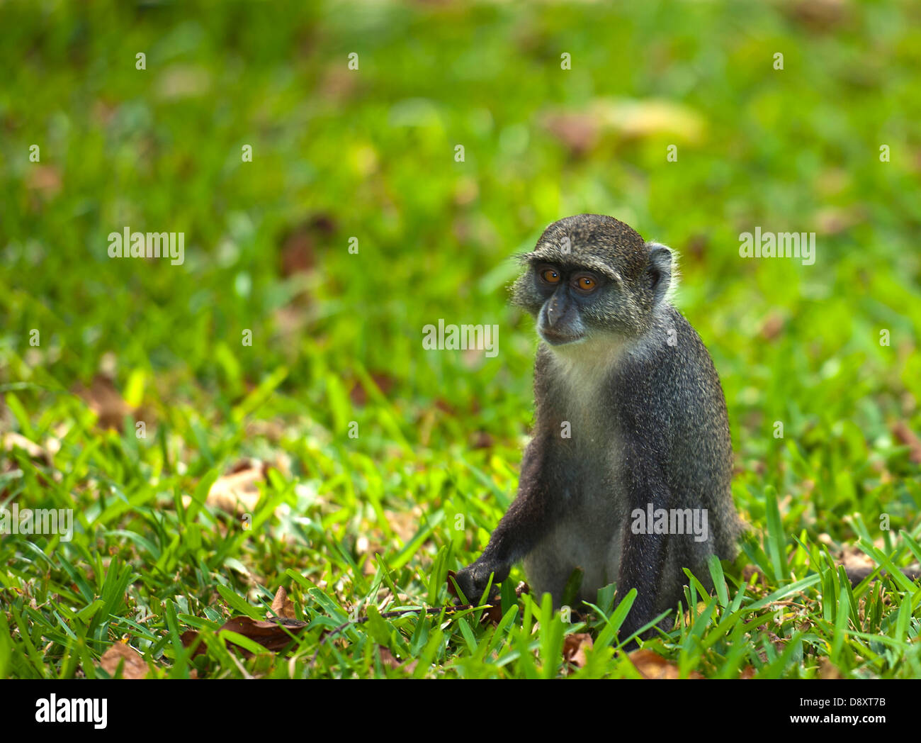 Blue Balled Monkey Stock Photo - Alamy