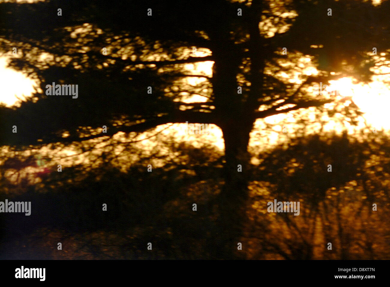 A tree in the sunset Stock Photo - Alamy