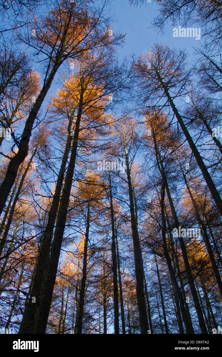 Sunshine on the tops of pine trees Stock Photo - Alamy