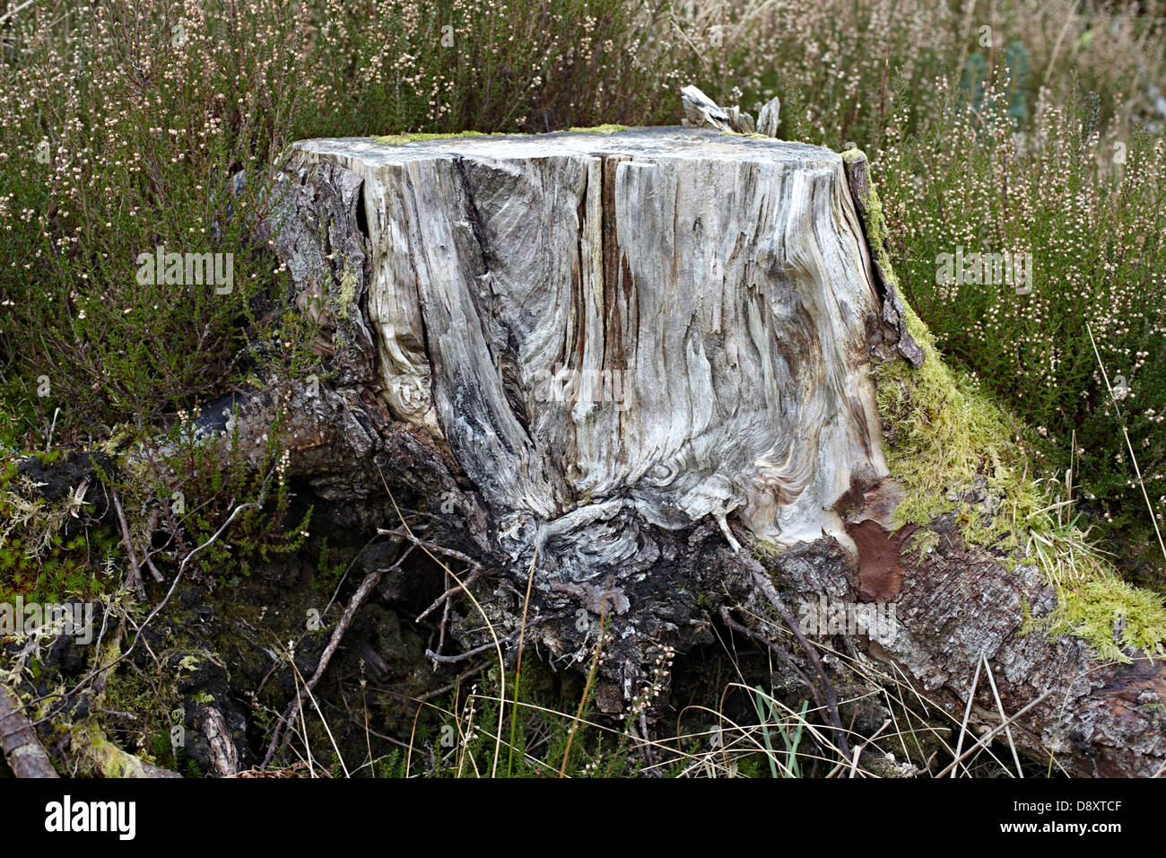 Polloch hi-res stock photography and images - Alamy