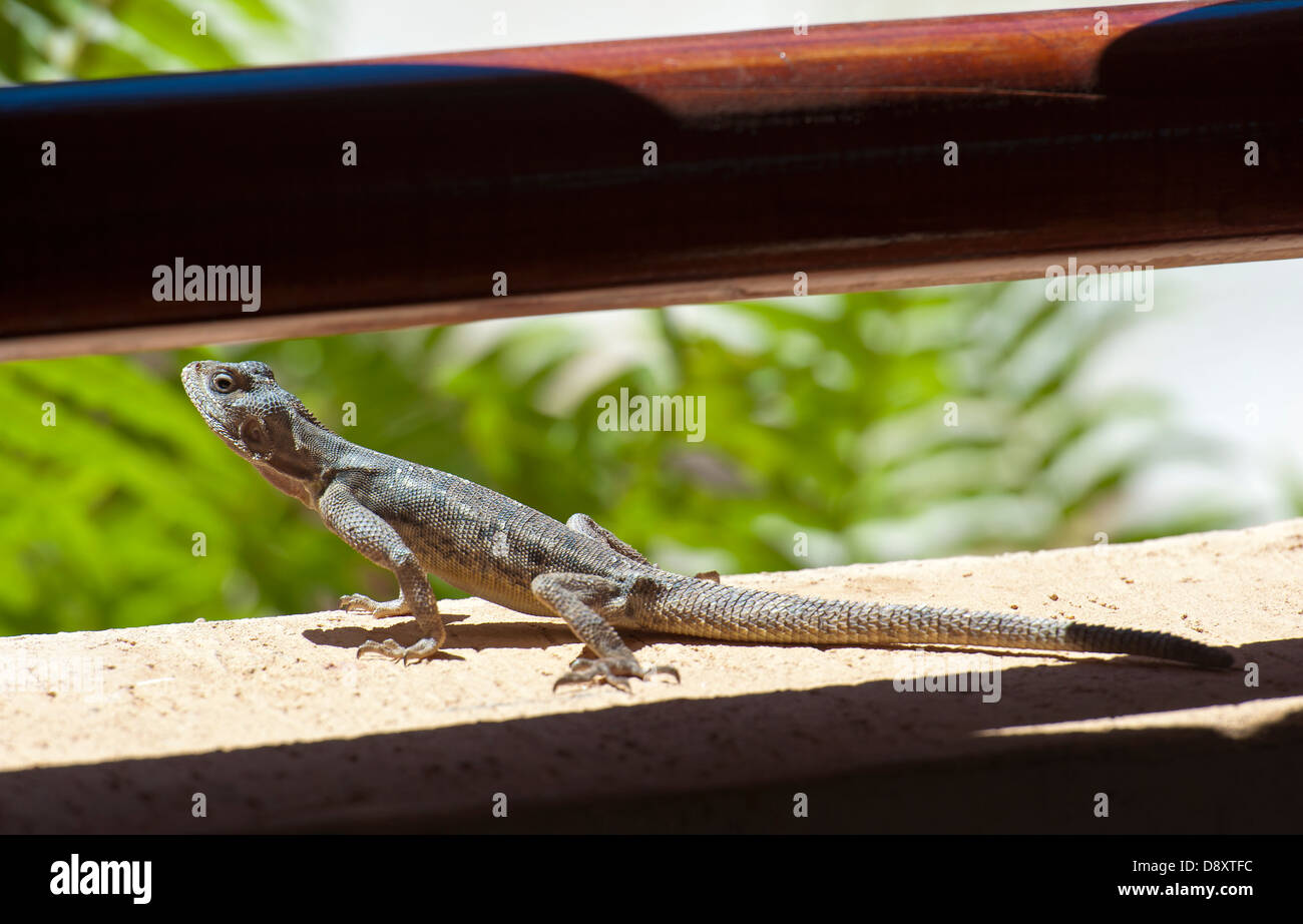 Female East African Rainbow Lizard Stock Photo - Alamy